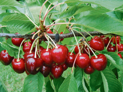 „Die Kirschen sind gesund – und schmecken einfach toll“ - Region ...