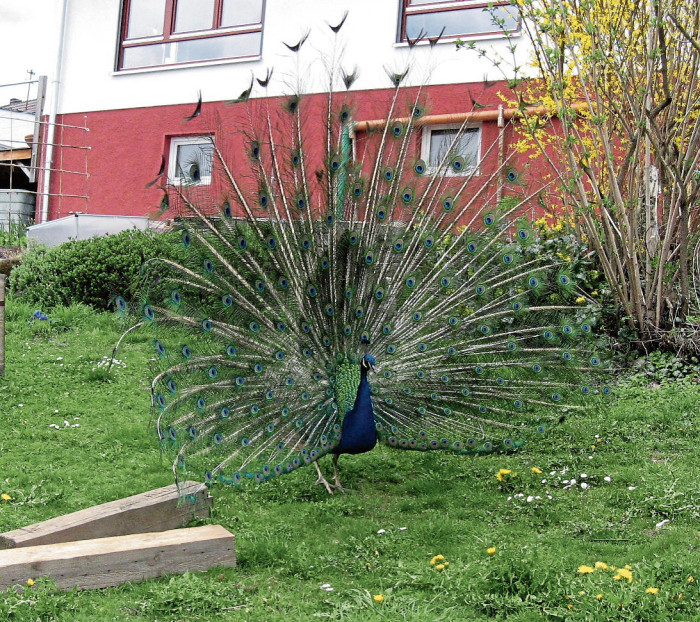 Pfauen haben es sich gemütlich gemacht - Region - Nürtinger Zeitung ...
