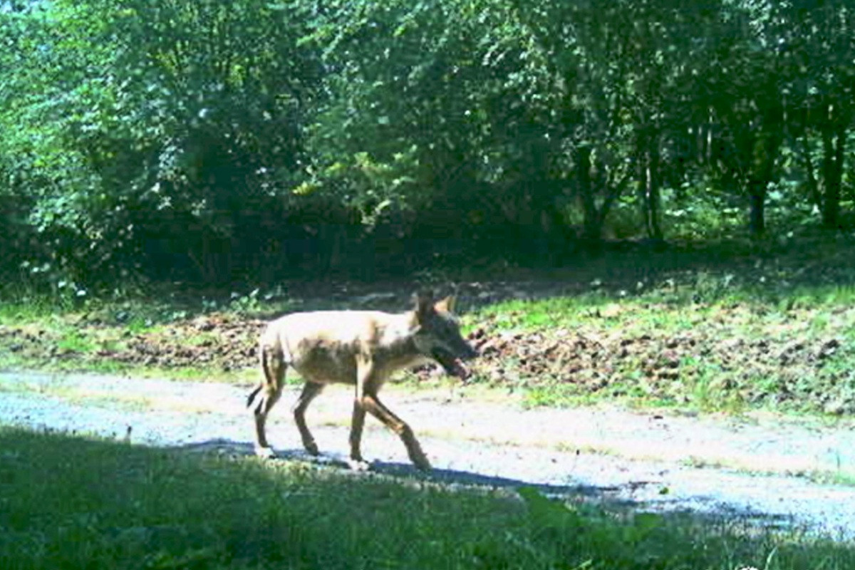 Reaktionen auf den Wolf im Kreis Esslingen - Landkreis Esslingen - Nürtinger Zeitung - ntz.de