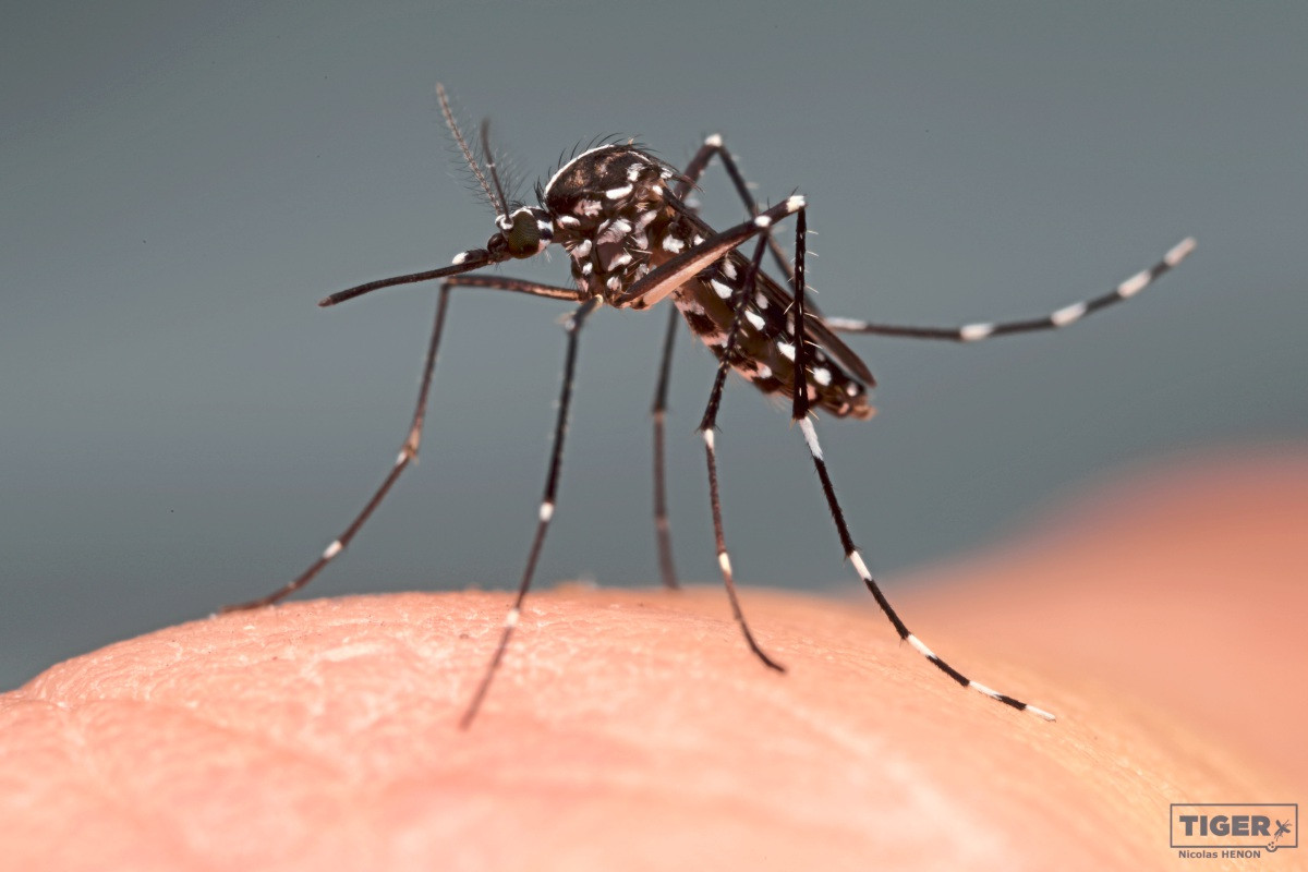 Tipps gegen Tigermücken im Kreis Esslingen - Landkreis Esslingen ...